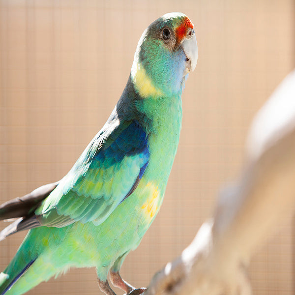 Parrots – AZ Birds