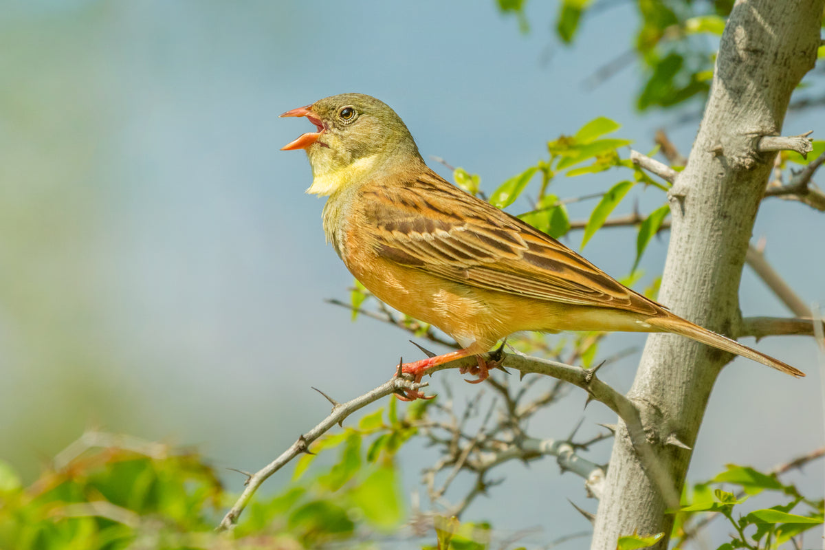 Ortolan Bunting – AZ Birds